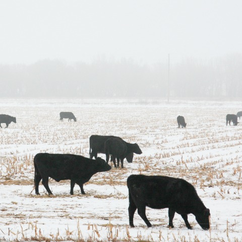 Cattle Nutrition for Reproductive Success | Purina Animal Nutrition