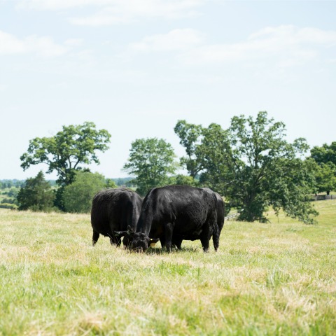 Analyze Cattle Forage Samples | Purina Animal Nutrition