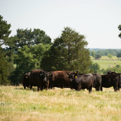 Why Feed High-Fat Cattle Supplements | Purina Animal Nutrition