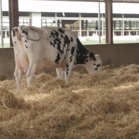 Tips on Fly Control on Cattle | Purina Animal Nutrition