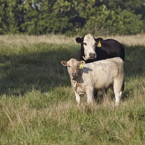 Early Weaning Calves | Purina Animal Nutrition