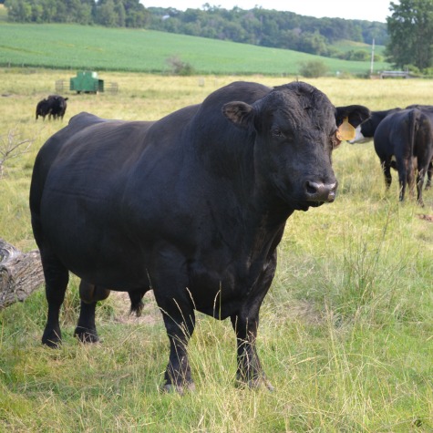 The Breeding Bull: Your Herd’s Ultimate Athlete | Purina Animal Nutrition