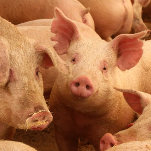 Raising Pigs and Doing Chores | Purina Animal Nutrition