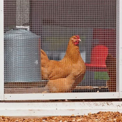 Video: How to Protect Chickens from Predators | Purina Animal Nutrition