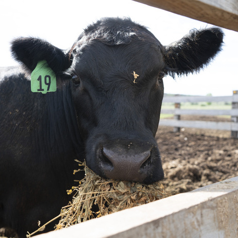 Keep Cattle Safe with Feed Biosecurity | Purina Animal Nutrition