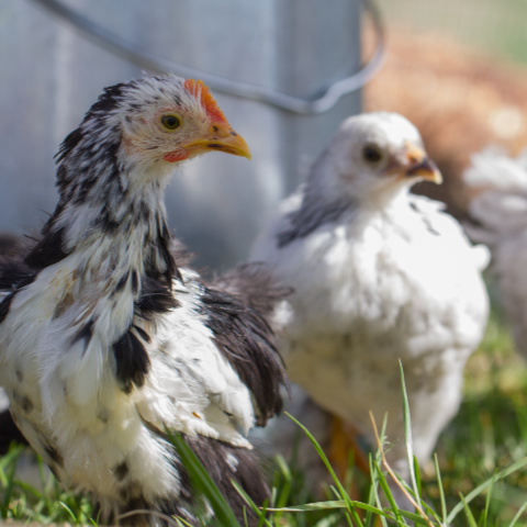 6- to 8-Week-Old Chickens | Purina Animal Nutrition