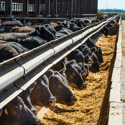 Keys to Transitioning Diets for Cattle | Purina Animal Nutrition