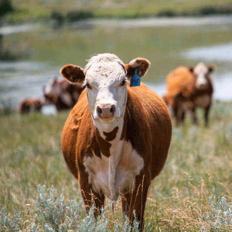 Minerals and Vitamins for Cattle Breeding| Purina Animal Nutrition
