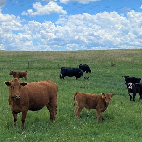 Raising the Bar on Cattle Quality | Purina Animal Nutrition