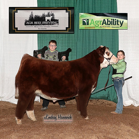 Champ Hereford Steer Ring A/Champ Ring B