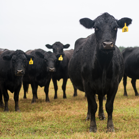 Post-weaning Management for Cattle | Purina Animal Nutrition