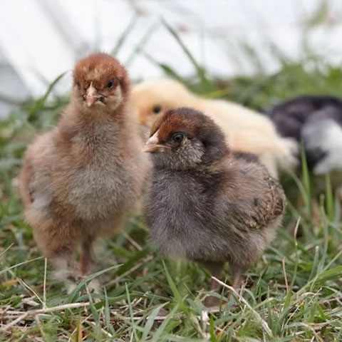 Video: Getting Ready for Your Baby Chicks | Purina Animal Nutrition