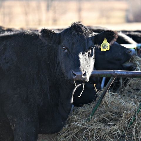 Nutrition to Optimize Cattle Breeding | Purina Animal Nutrition