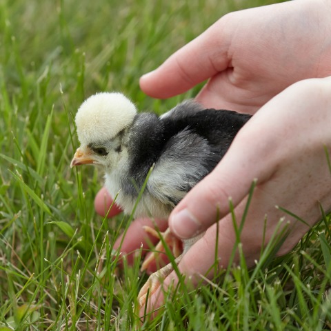 Chick Starter Feed: What to Feed Baby Chicks | Purina Animal Nutrition ...