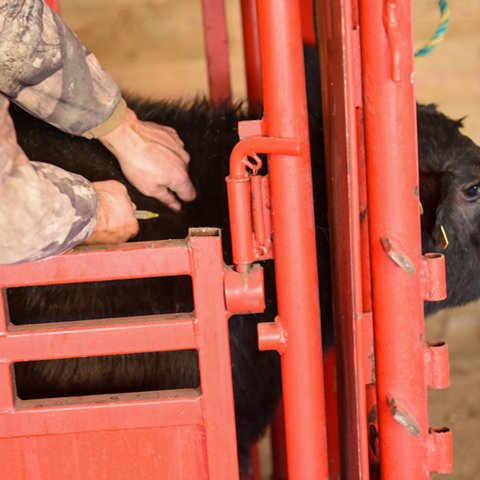 Boost Your Cattle Respiratory Vaccine Program | Purina Animal Nutrition