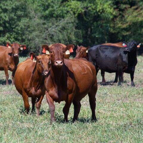 Keys to Fall Calving Success| Purina Animal Nutrition