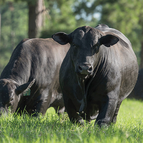 Cavender Ranches Legacy of Quality | Purina Animal Nutrition