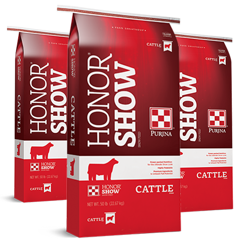Show Cattle Feeding | Purina Animal Nutrition