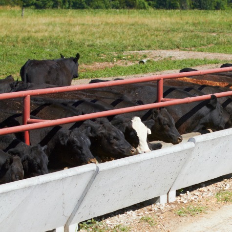 3 Reasons to Select Preconditioned Calves | Purina Animal Nutrition