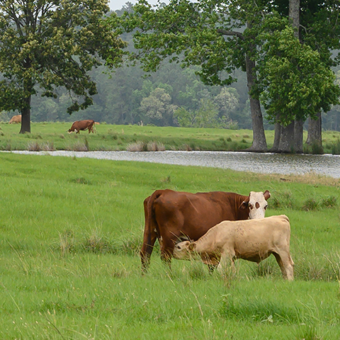 Feed Tips for Weaning Calves | Purina Animal Nutrition