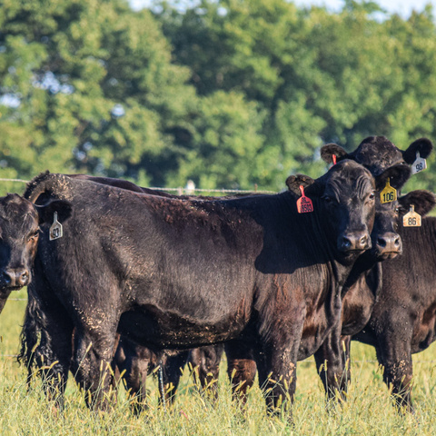Adding Value in Hot Cattle Market | Purina Animal Nutrition
