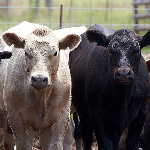 Purina Plus Frequently Asked Questions| Purina Animal Nutrition