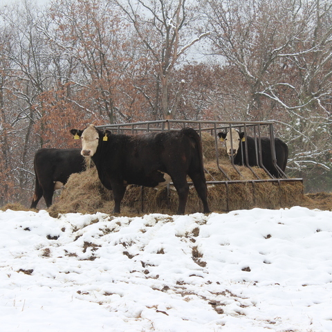 Prepare Cattle for Cold Weather | Purina Animal Nutrition