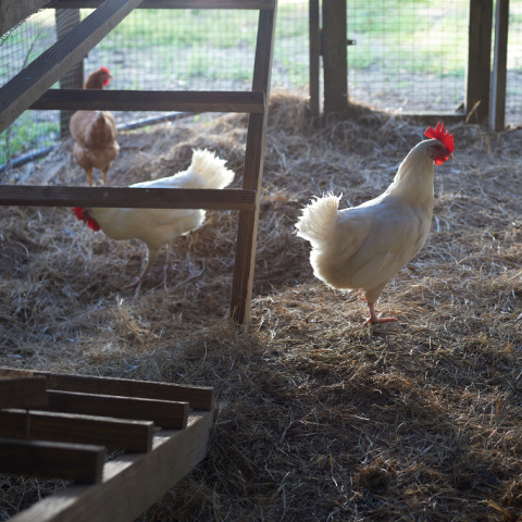 Keep Your Hobby Farm Animal Housing Clean | Purina Animal Nutrition