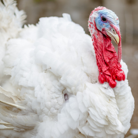 Analyzing A Turkey Disease Challenge| Purina Animal Nutrition