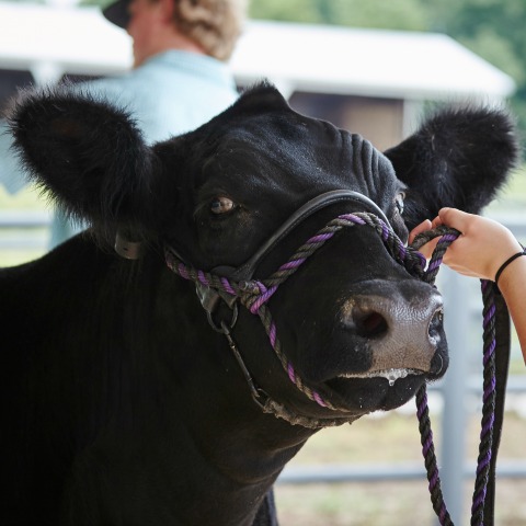 Show Cattle Feeding Tips | Purina Animal Nutrition