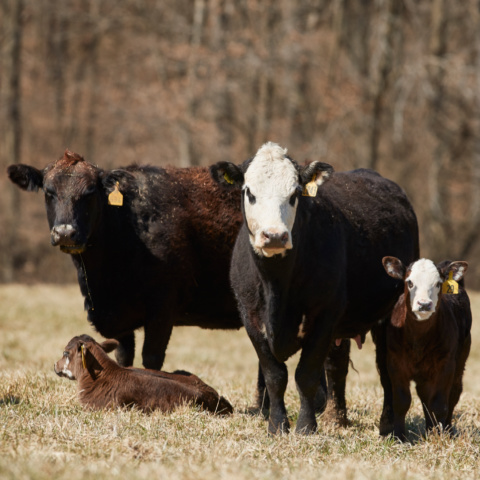 Recipe for a Perfect Cattle Breeding Program | Purina Animal Nutrition