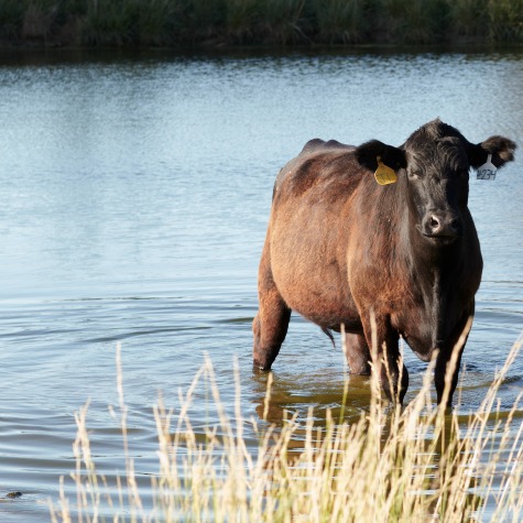 Drinking Water Quality Guidelines for Cattle | Purina Animal Nutrition