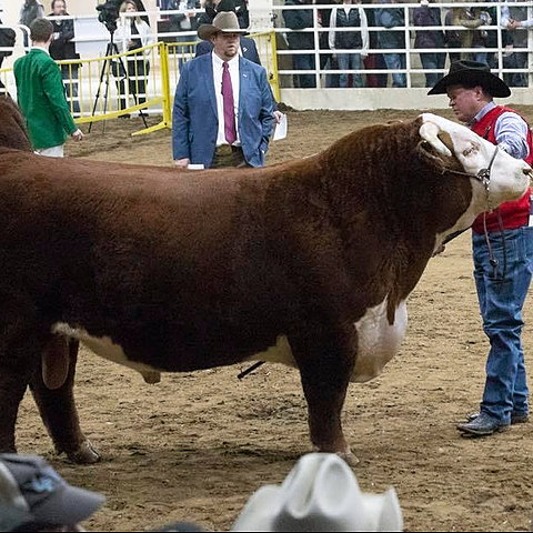Champ Horned Bull, Supreme Champ Herford