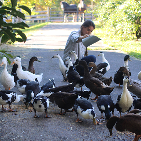 What do ducks eat? Tips and best practices| Purina Animal Nutrition