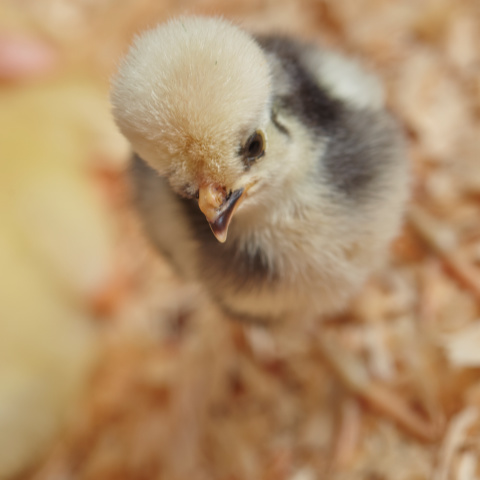 Pasty Butt: Sick Baby Chick Symptoms and Care| Purina Animal Nutrition