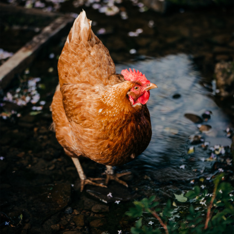 Animal Hydration Hacks for Your | Purina Animal Nutrition