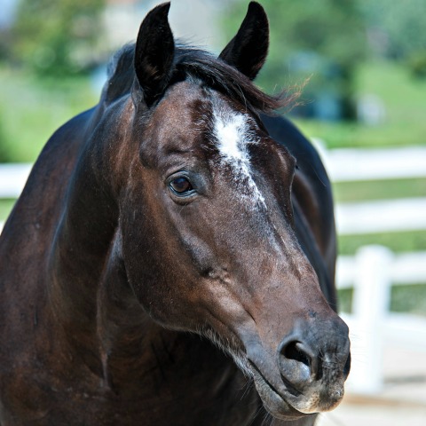What You Need to Know About Prebiotics for Horses | Purina Animal Nutrition