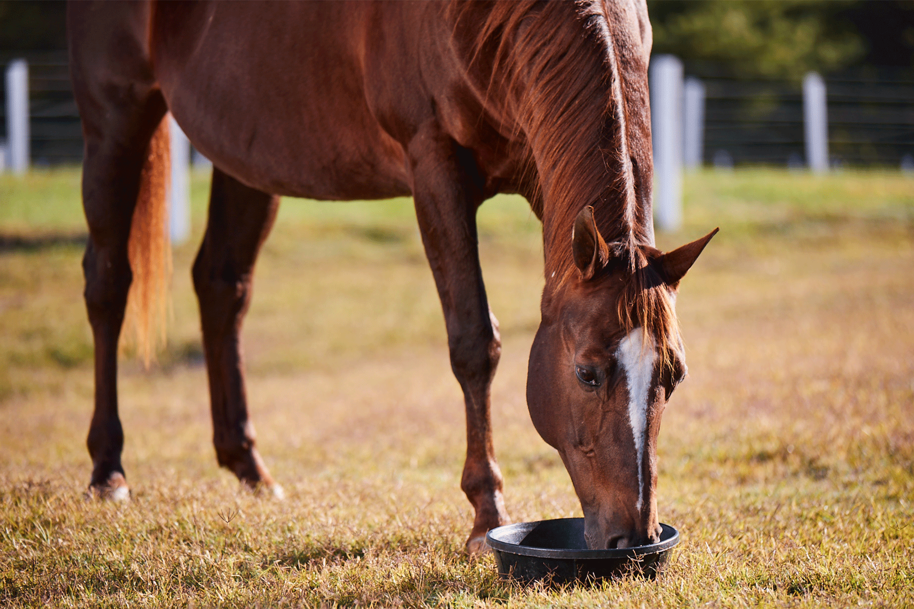 Performance Horse Nutrition |Purina Animal Nutrition