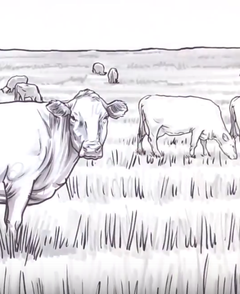 Feed Rumen Microbes for Cow Health & Performance| Purina Animal Nutrition