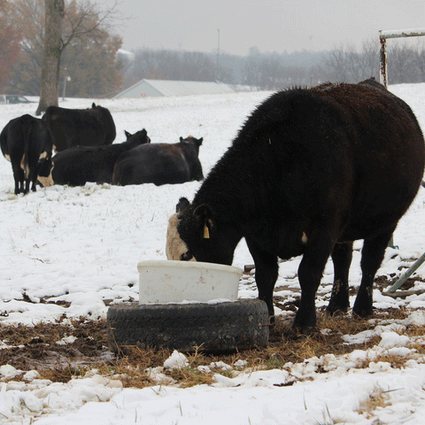 Cattle Trace Mineral Verification Program | Purina Animal Nutrition