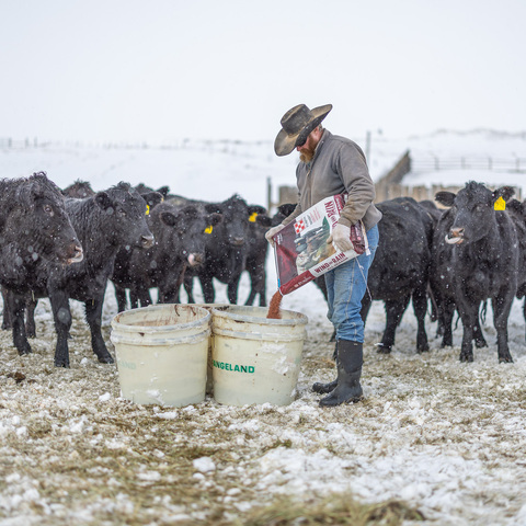 Cattle Mineral Additives Basics| Purina Animal Nutrition