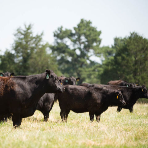 4 Tips for Calving and Rebreeding Success | Purina Animal Nutrition
