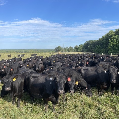 Crews Family Farms: Raising Quality Cattle | Purina Animal Nutrition