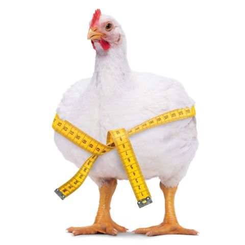 Raising meat chickens choosing meat bird feed| Purina Animal Nutrition