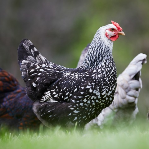 Signs of a Healthy, Happy Chicken| Purina Animal Nutrition