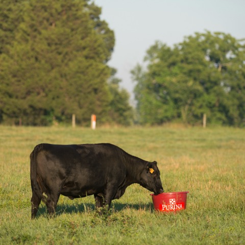 Horn Fly Control for Cattle| Purina Animal Nutrition
