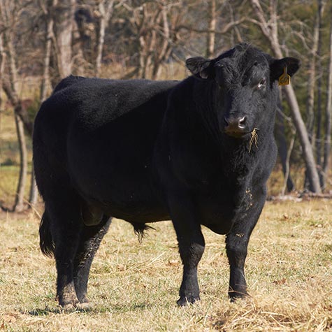 Managing Newly Purchased Yearling Bulls | Purina Animal Nutrition