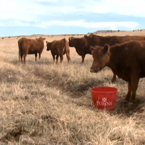 Video: Sustained® Nutrition Feeding Program | Purina Animal Nutrition