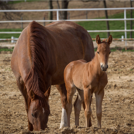 Feeding Growing Horses with DOD| Purina Animal Nutrition