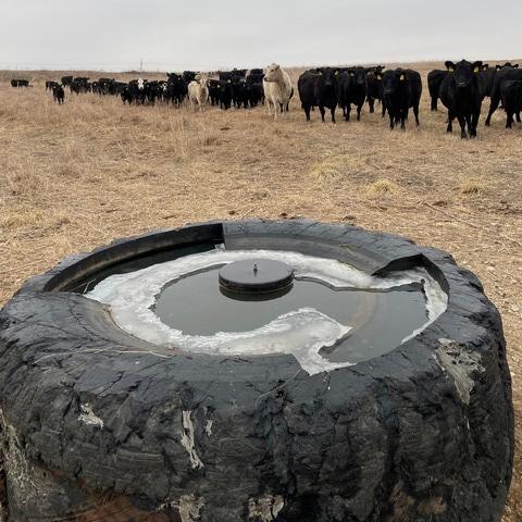 Prepare Winter Water Sources for Cattle | Purina Animal Nutrition